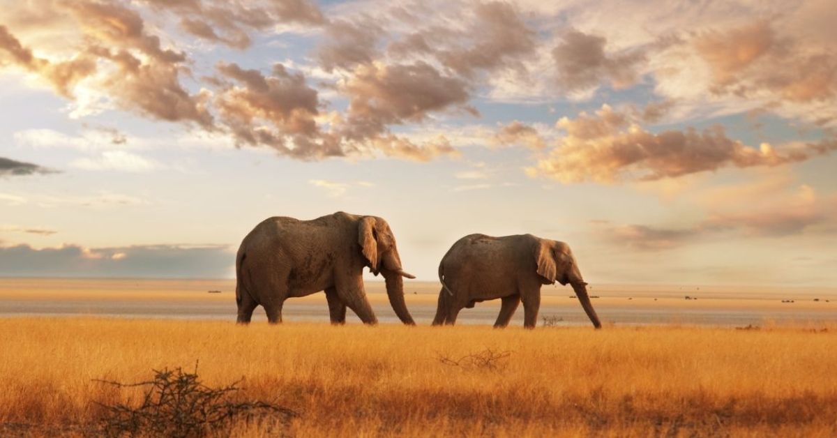 Animal Communication with Kate Muller – Kate Muller Animal Communication
